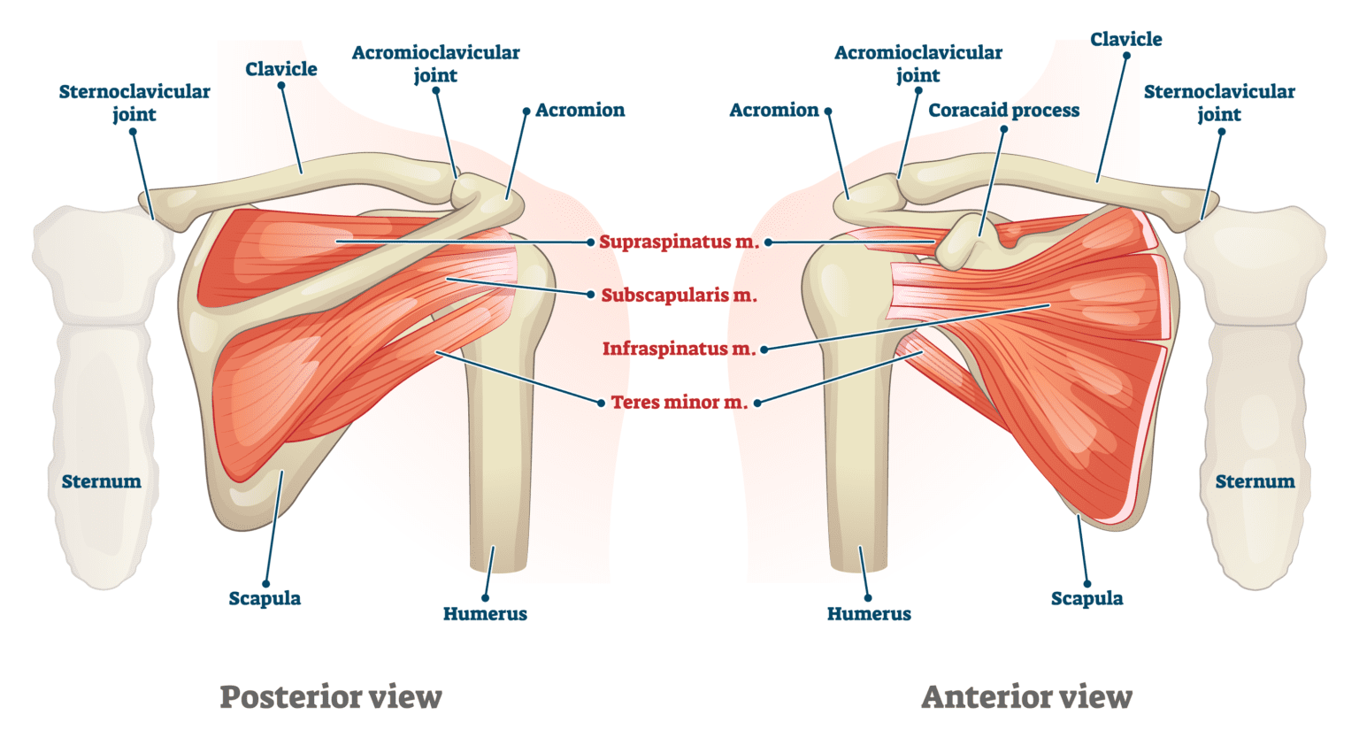 Banded Shoulder External Rotation [Form Tips + 5 Key Steps]