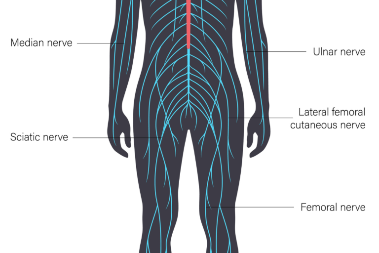 Pinched Nerve in Hip: Causes, Treatments, & How to Find Relief